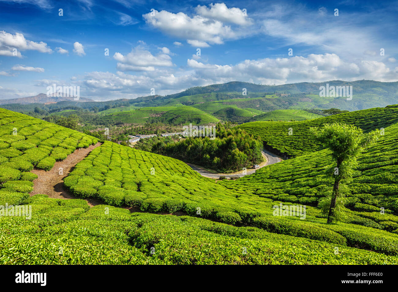 Tea plantations, Munnar, Kerala state, India Stock Photo - Alamy