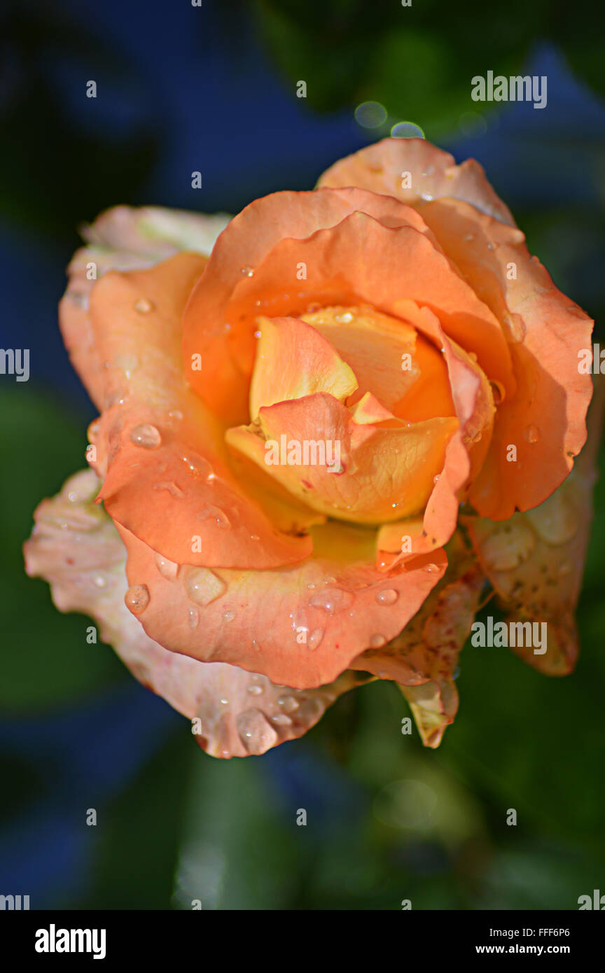 Rose in orange hi-res stock photography and images - Alamy