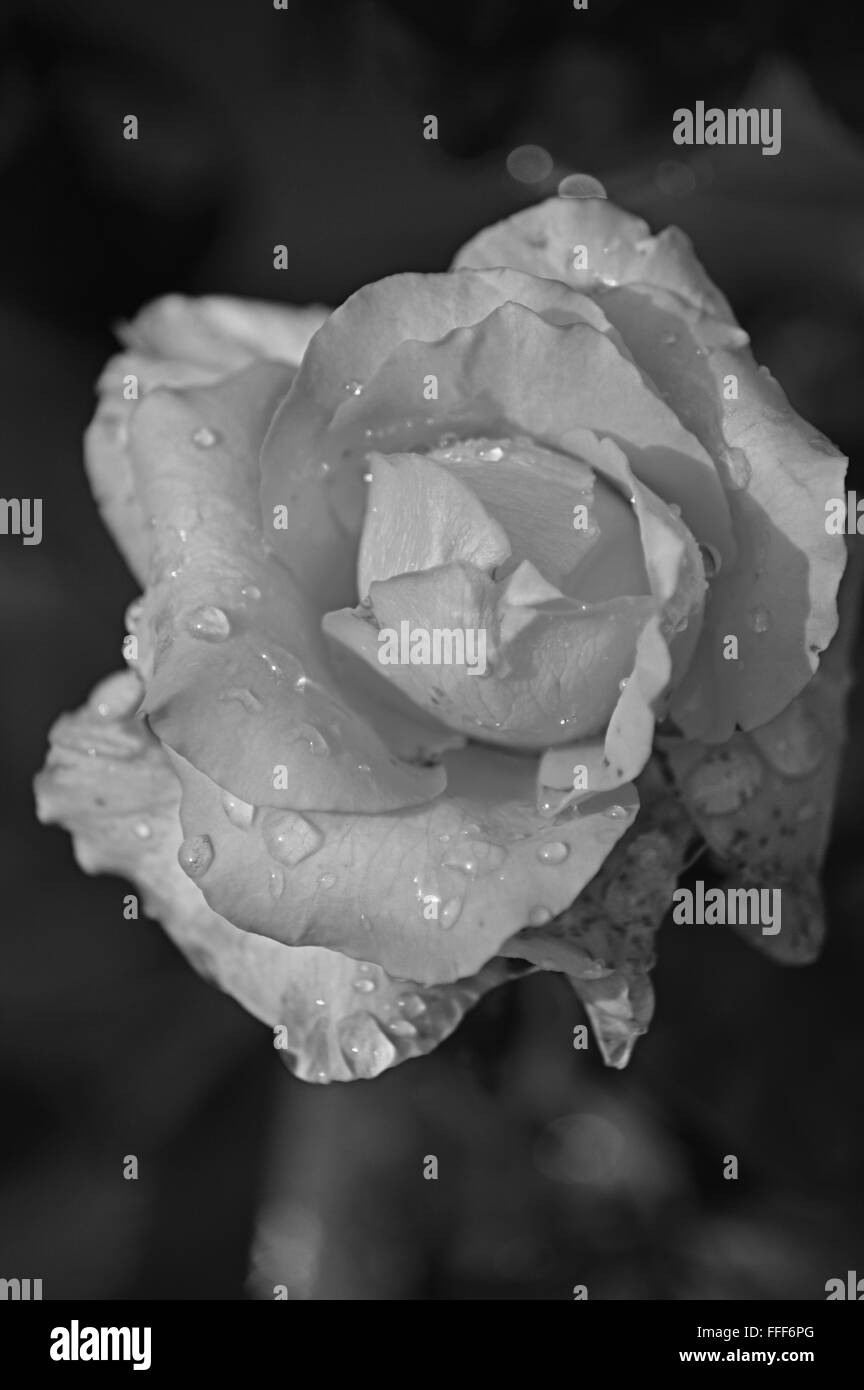 Garden in color Black and White Stock Photos & Images - Alamy