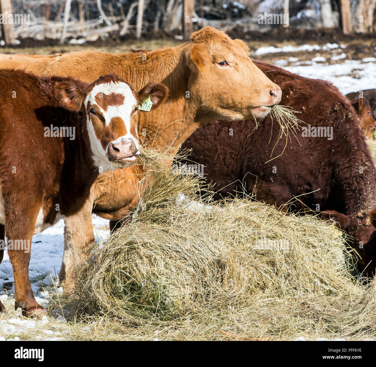 Cattle eating hay; winter ranch pasture adjacent to small mountain town ...