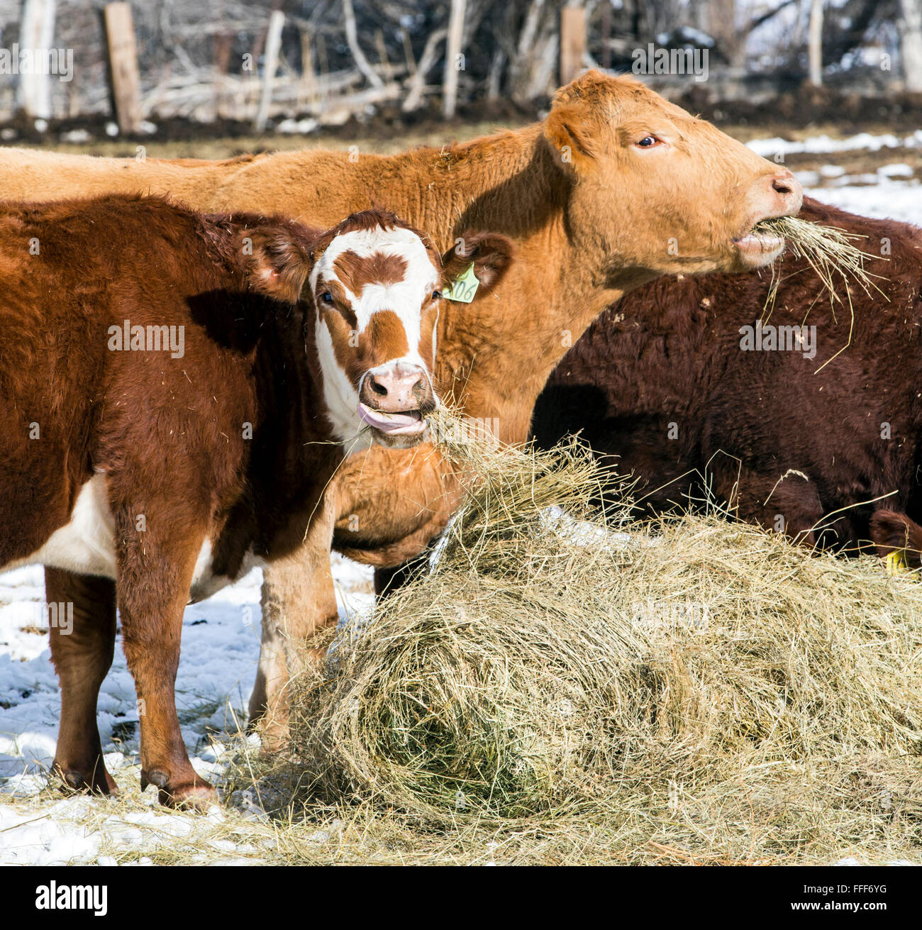 Cattle eating hay hi-res stock photography and images - Alamy