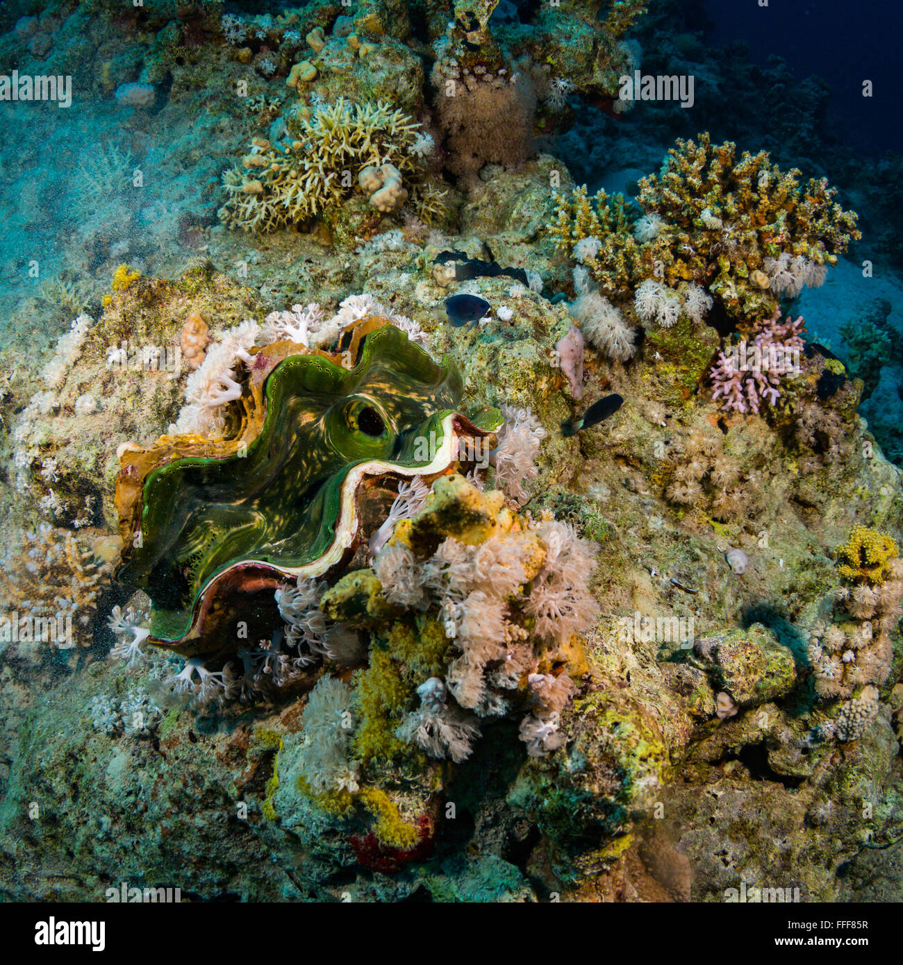 Al reef hi-res stock photography and images - Alamy