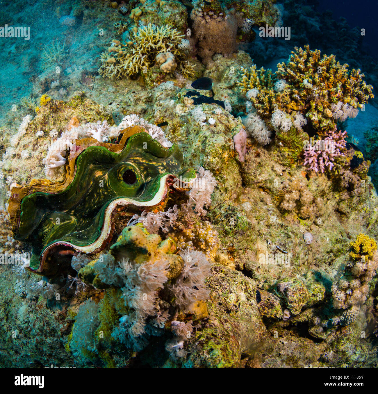 Underwater coral reef beautiful garden hi-res stock photography and images - Alamy