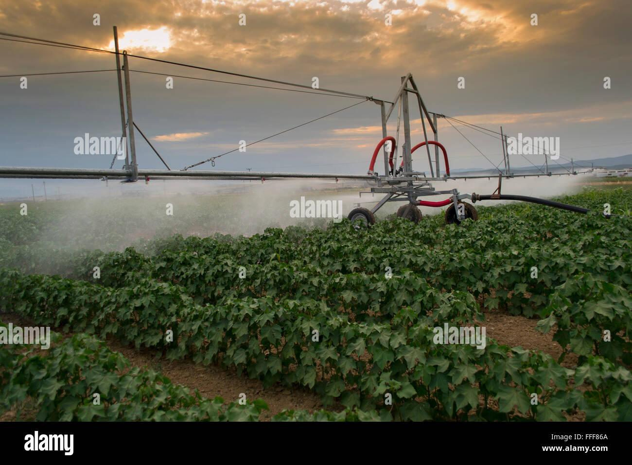 Center pivoting irrigation system over a ripe cotton field Stock Photo ...