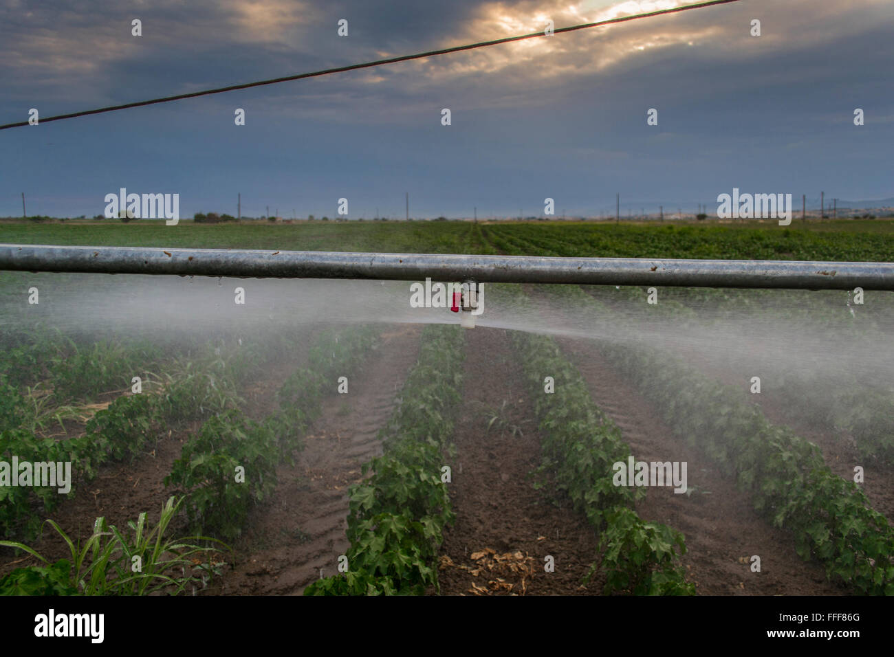 Center pivoting irrigation system over a ripe cotton field Stock Photo ...