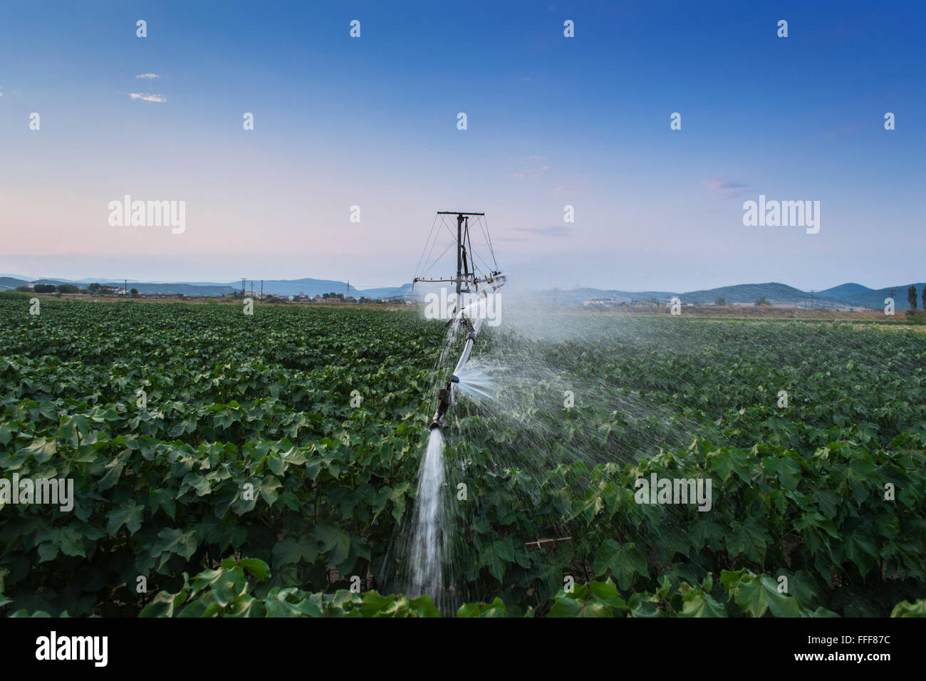 Center pivoting irrigation system over a ripe cotton field Stock Photo ...