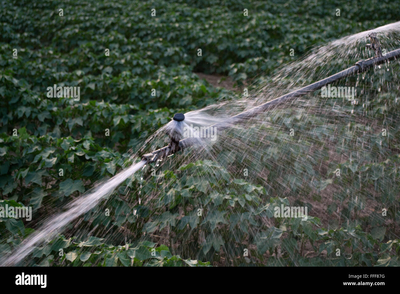 Center pivoting irrigation system over a ripe cotton field Stock Photo ...