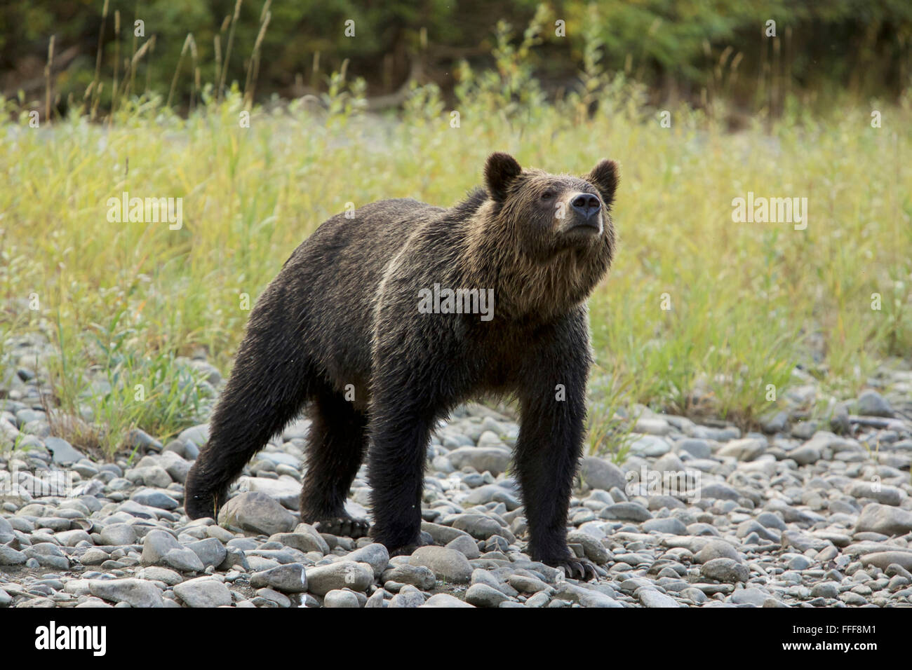 Grizzly Bear on the Prowl Stock Photo - Alamy