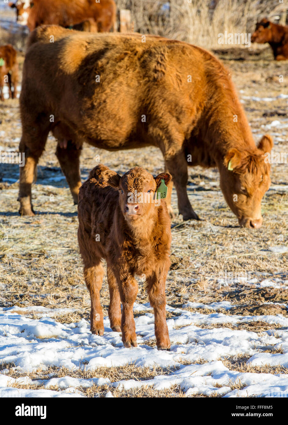 Livestock cows calf colorado hi-res stock photography and images - Alamy