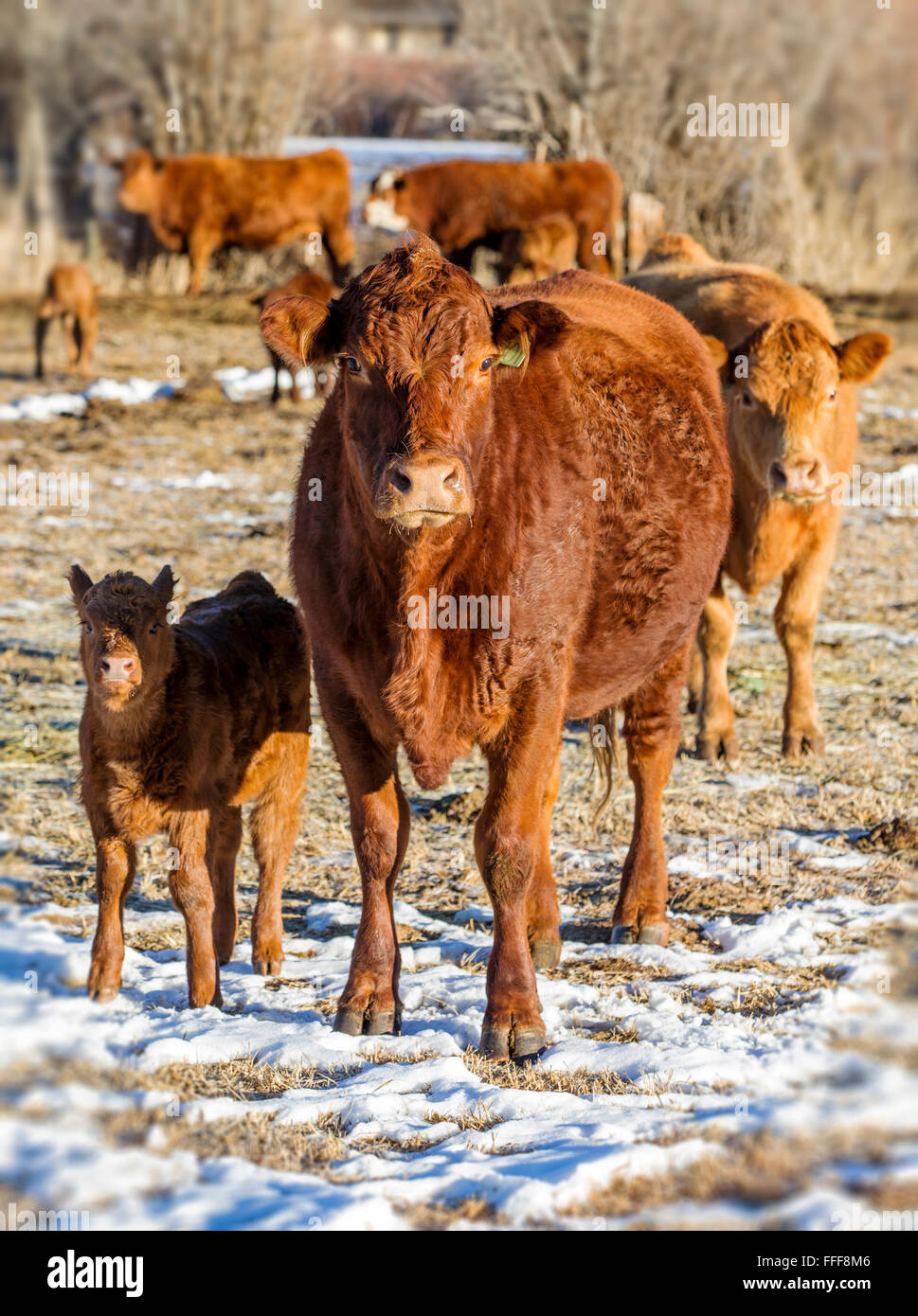 Meadow cow calf hi-res stock photography and images - Alamy