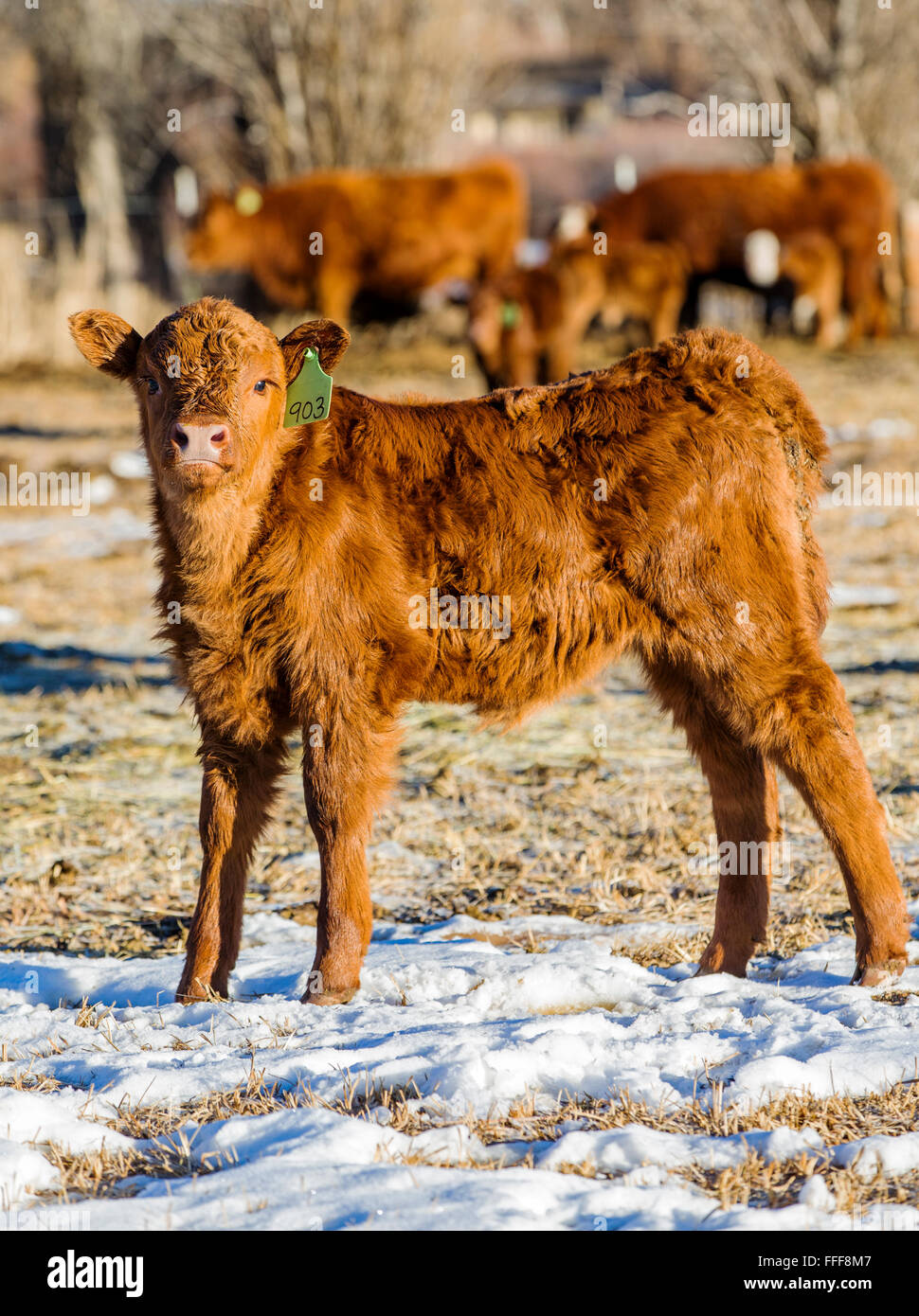 Calf breeding hi-res stock photography and images - Alamy