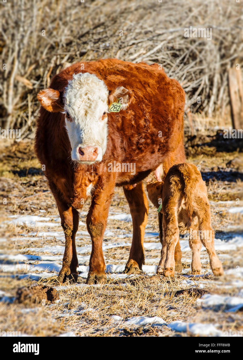 Family milk cow hi-res stock photography and images - Alamy