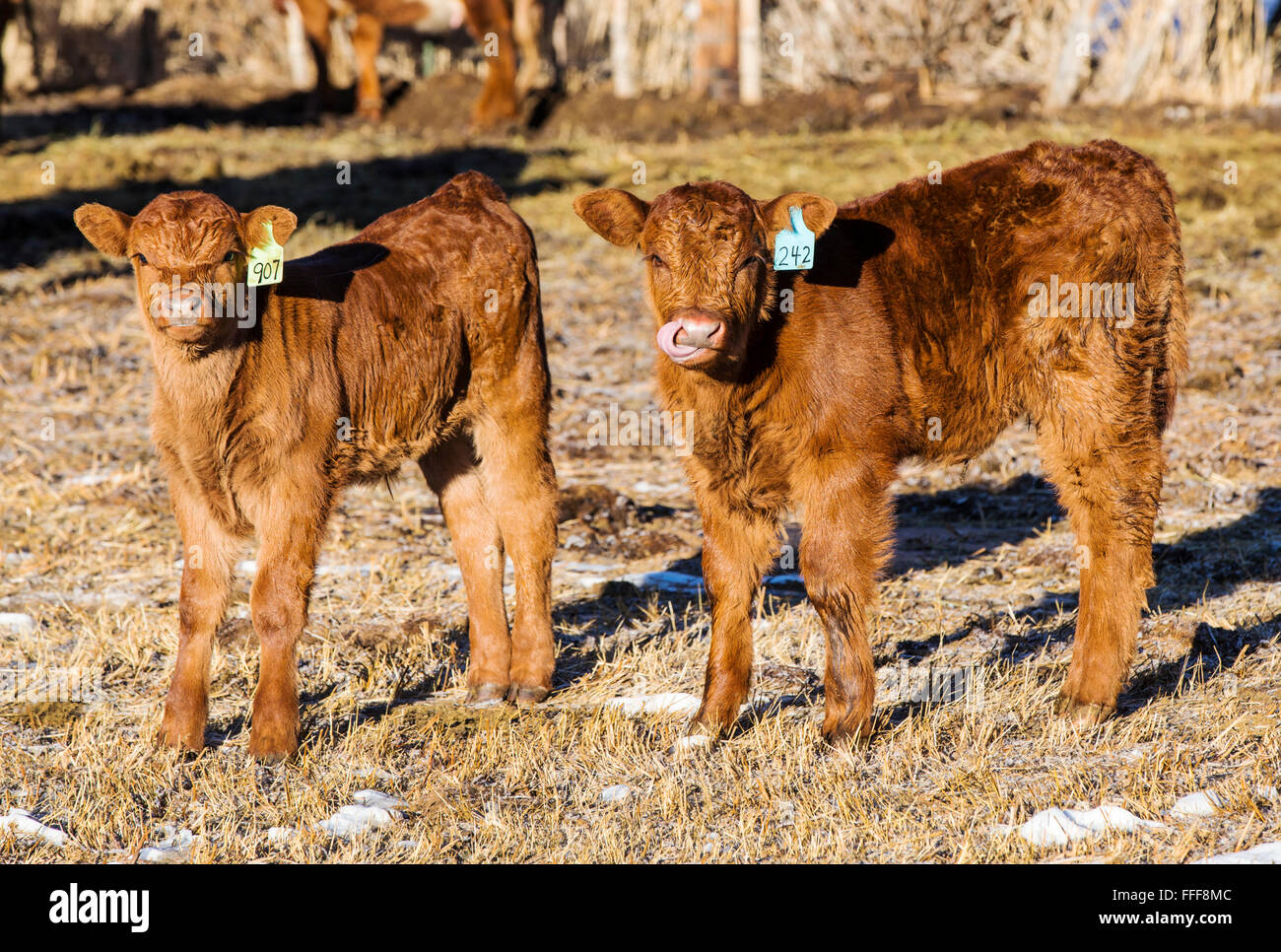 Cattle ranch scene hi-res stock photography and images - Alamy