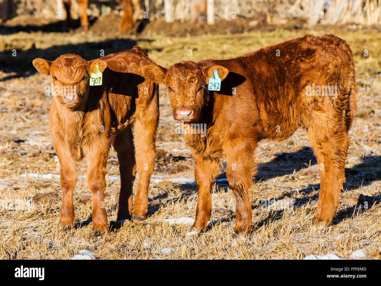 Young calves, ranch pasture adjacent to small mountain town of Salida ...