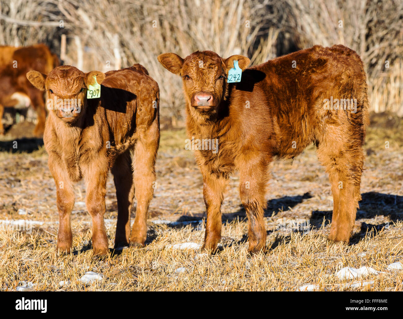 Cattle ranch scene hi-res stock photography and images - Alamy