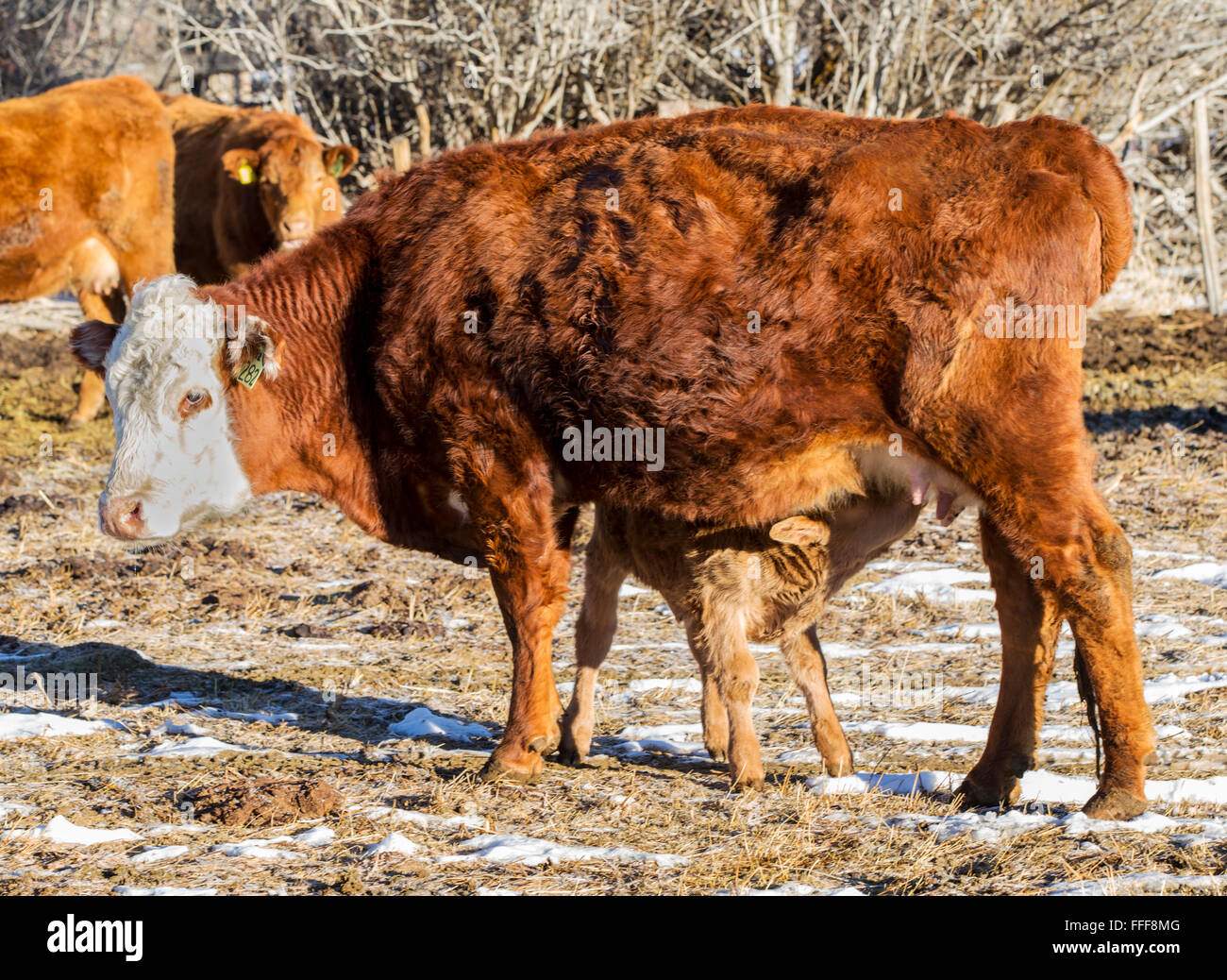 Cow and calf ranch hi-res stock photography and images - Alamy