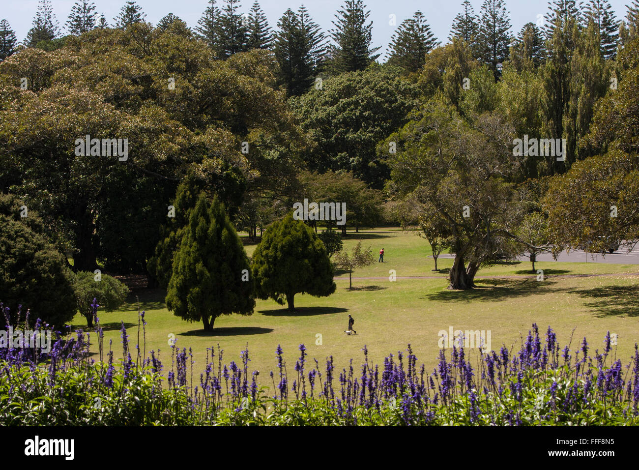 Cornwall Park,an oasis of nature in centre of Auckland,North Island,New ...