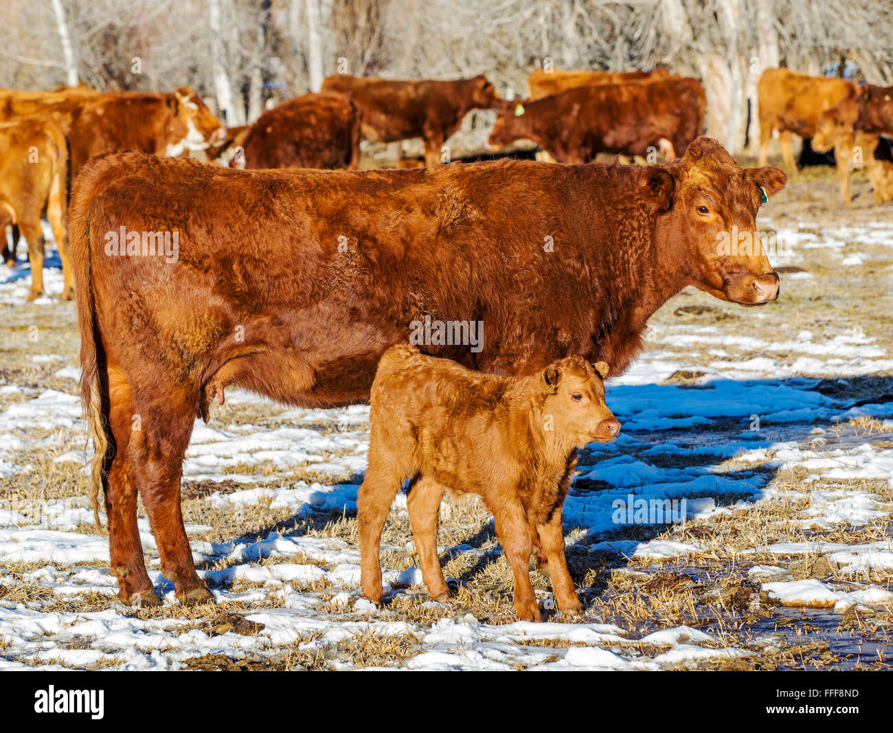 Young calf with cow, ranch pasture adjacent to small mountain town of ...