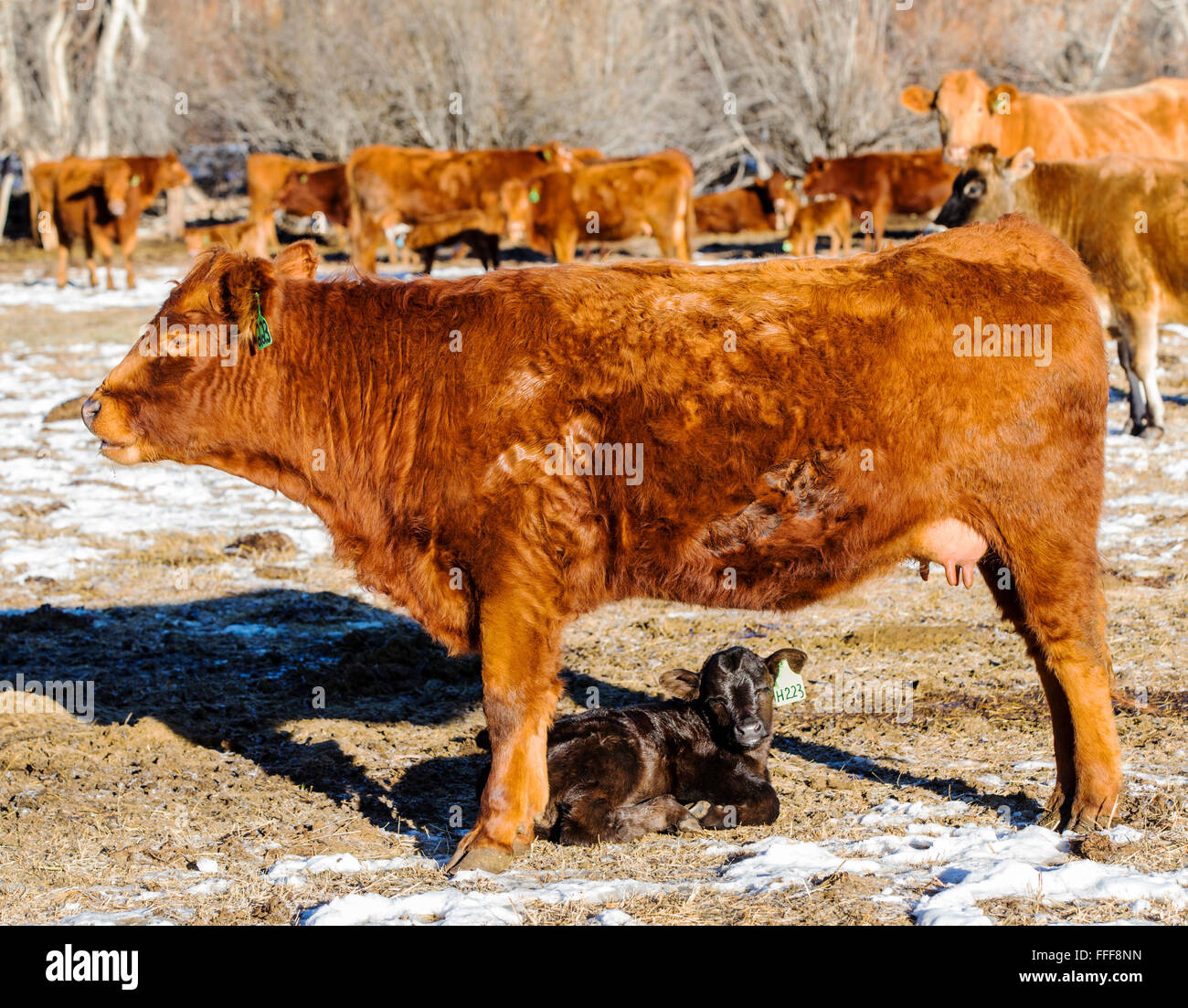 Young calf with cow, ranch pasture adjacent to small mountain town of ...