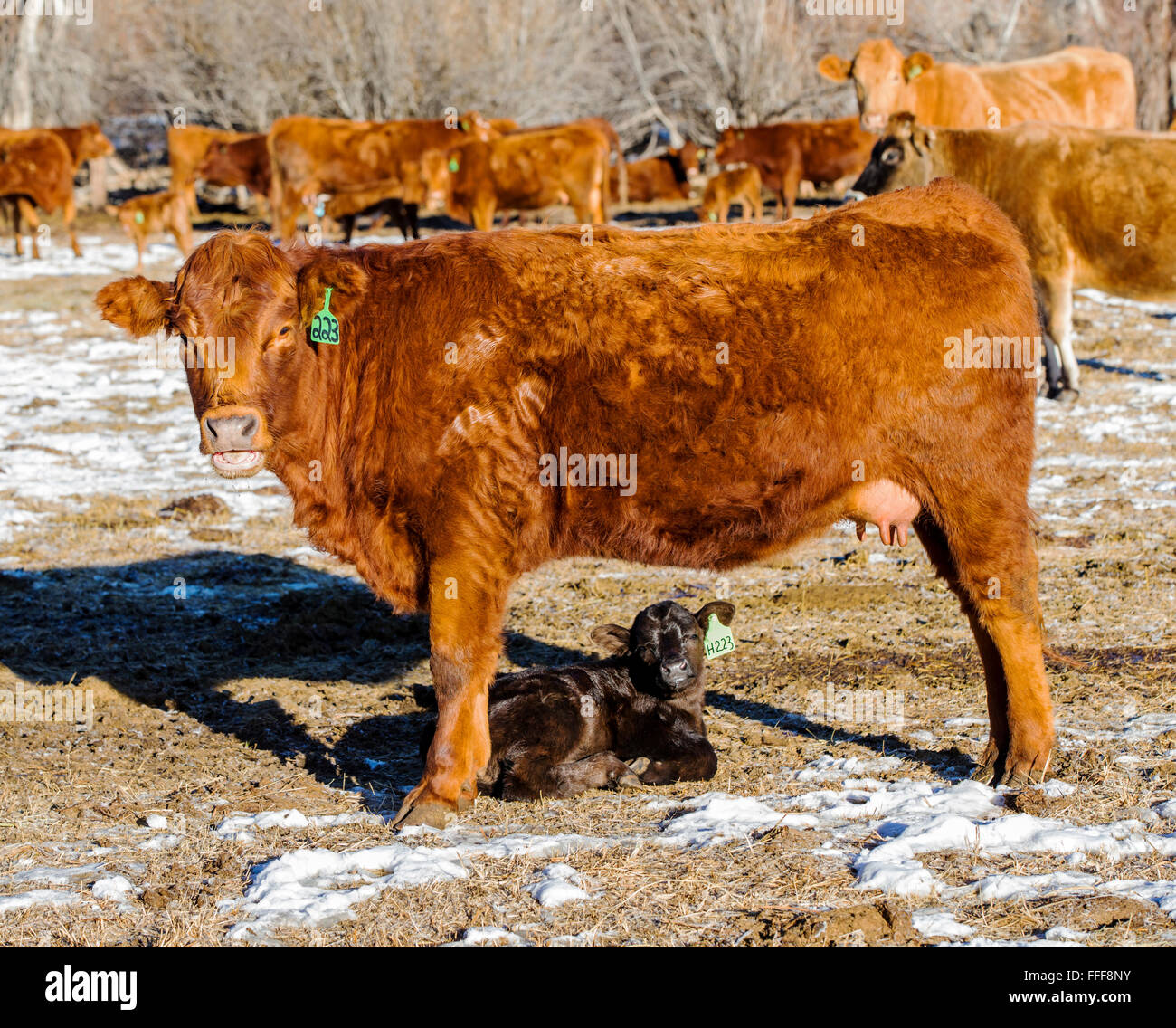 Young calf with cow, ranch pasture adjacent to small mountain town of ...