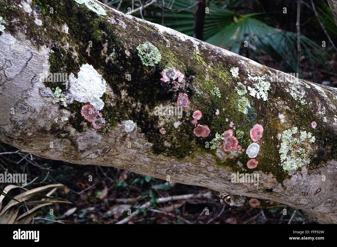 Oak lichens hi-res stock photography and images - Alamy