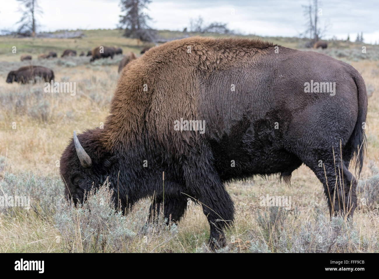 American bison (Bison bison Stock Photo - Alamy