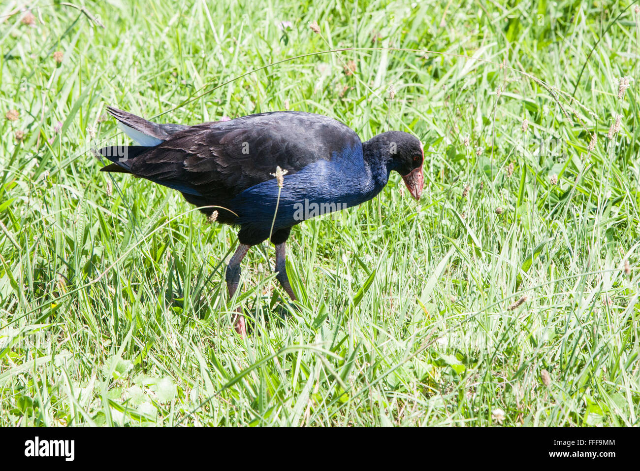Maori hen hi-res stock photography and images - Alamy