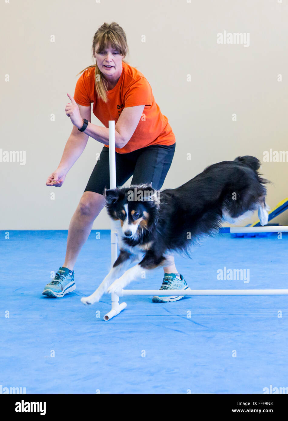 Professional female dog handler training Australian Shepherd to jump ...