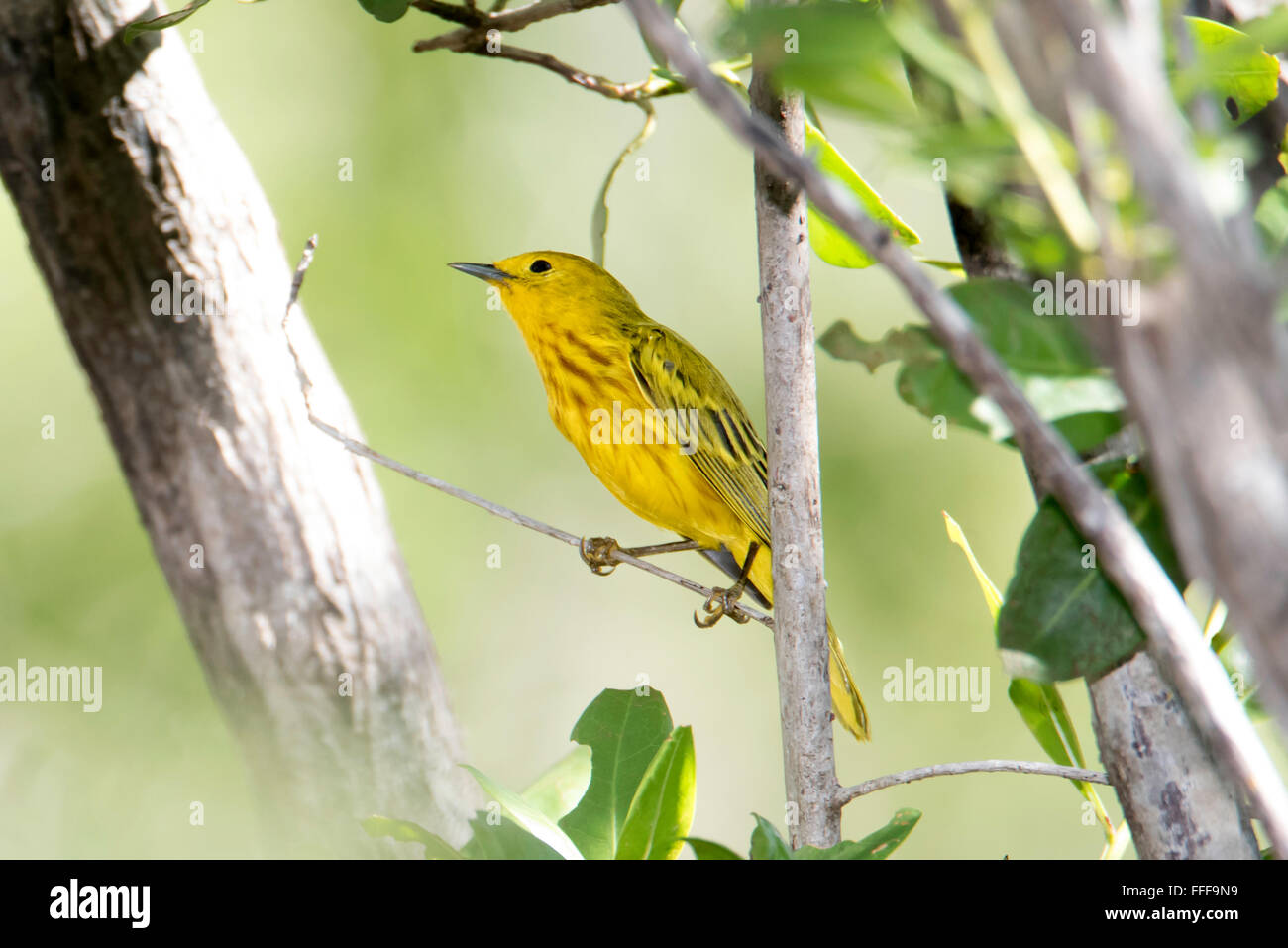 Troupial bird hi-res stock photography and images - Alamy