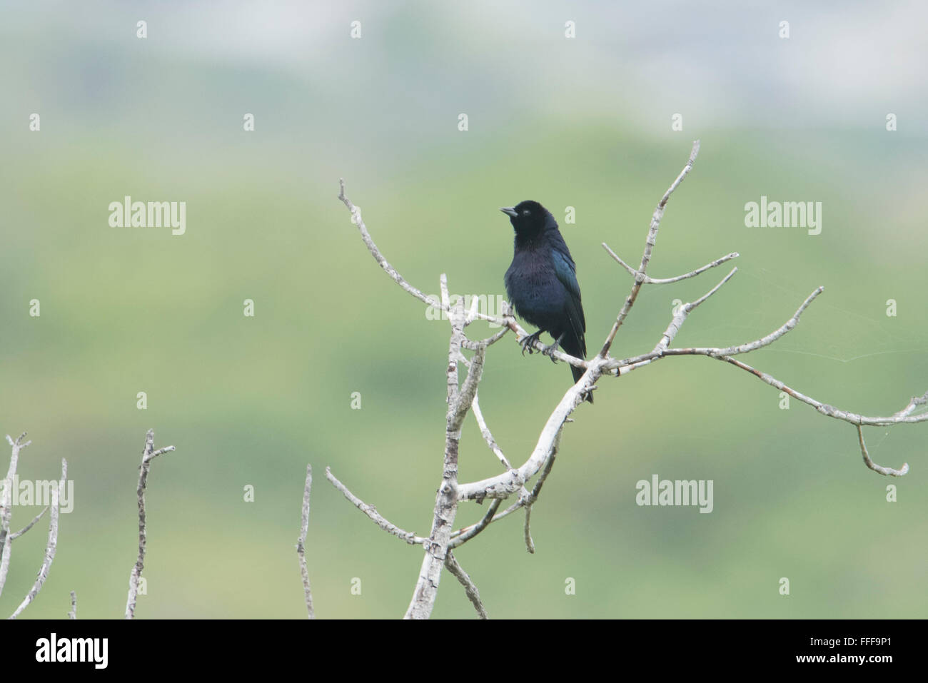 Shiny cowbird hi-res stock photography and images - Alamy