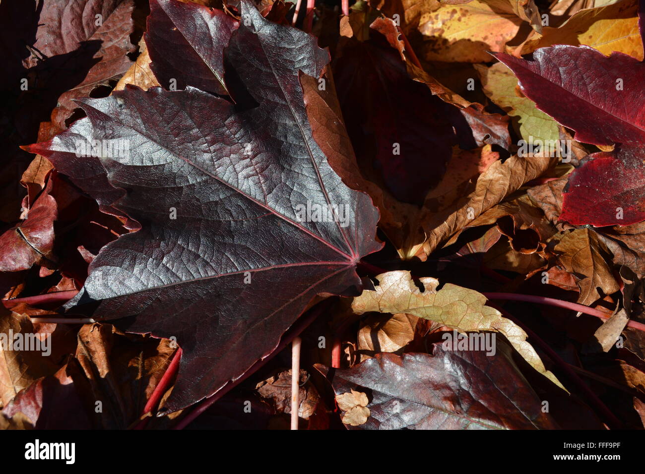 Dark brown leaves hi-res stock photography and images - Alamy