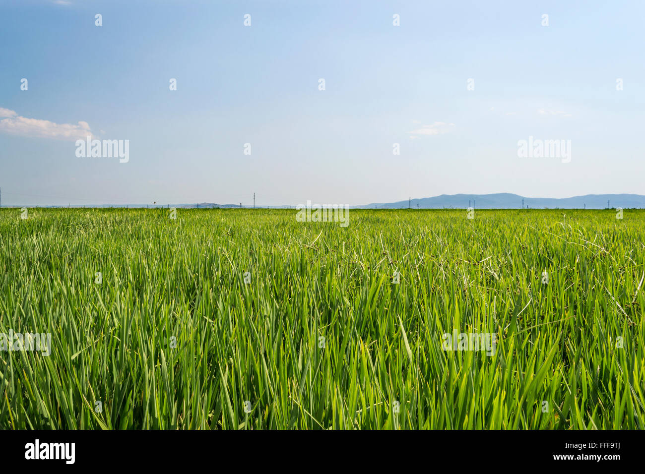 Landscape of rice field in Turkey Stock Photo - Alamy