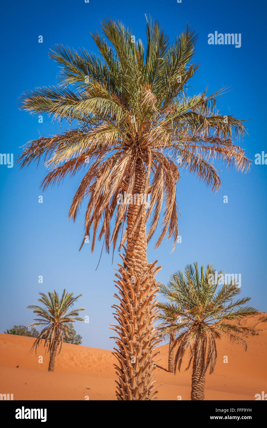 Palm tree in Erg Chebbi, at the western edge of the Sahara Desert Stock ...