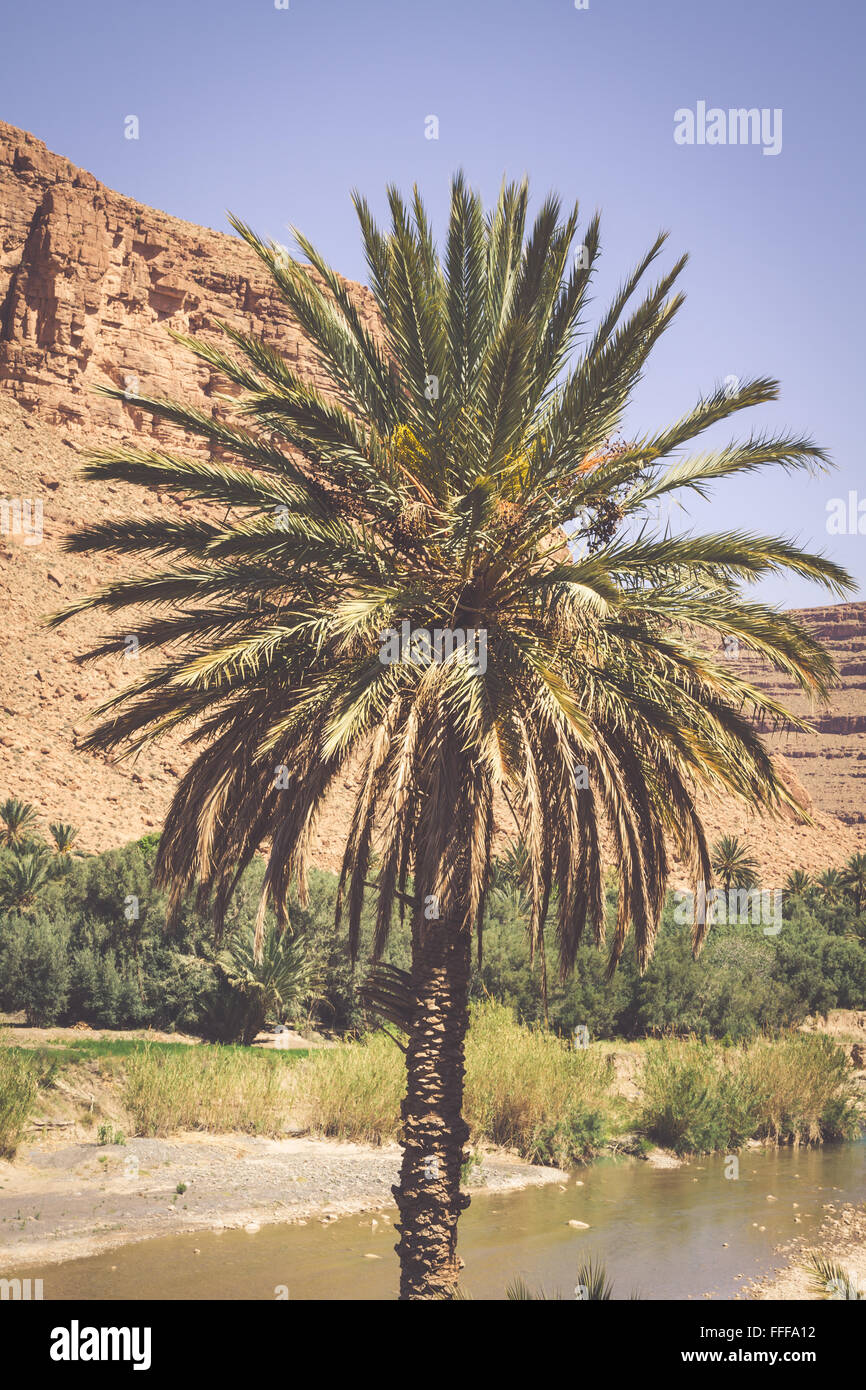 Vegetation water in oasis hi-res stock photography and images - Alamy