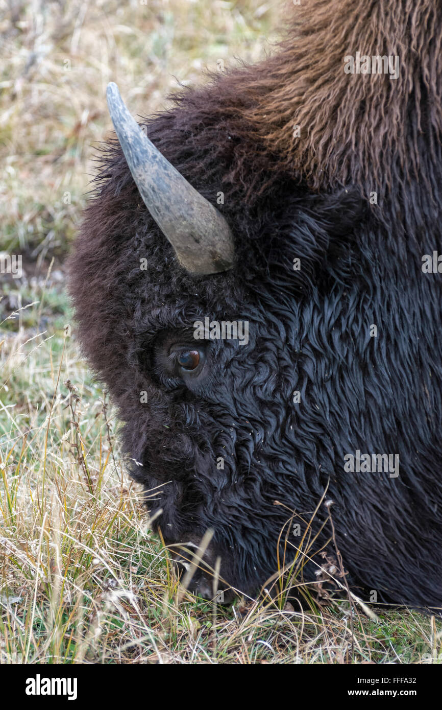 American bison (Bison bison Stock Photo - Alamy