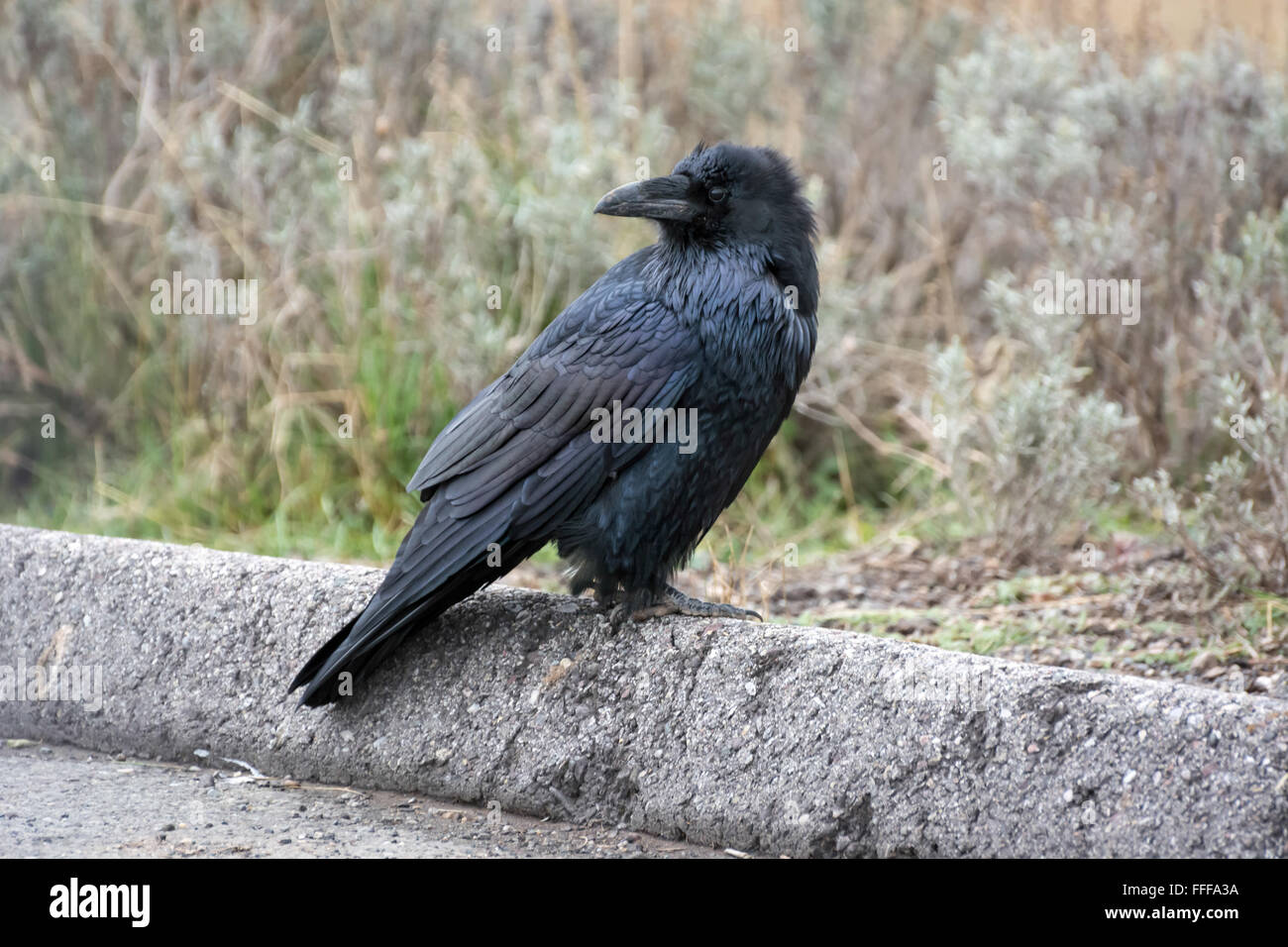 Common raven claws hi-res stock photography and images - Alamy