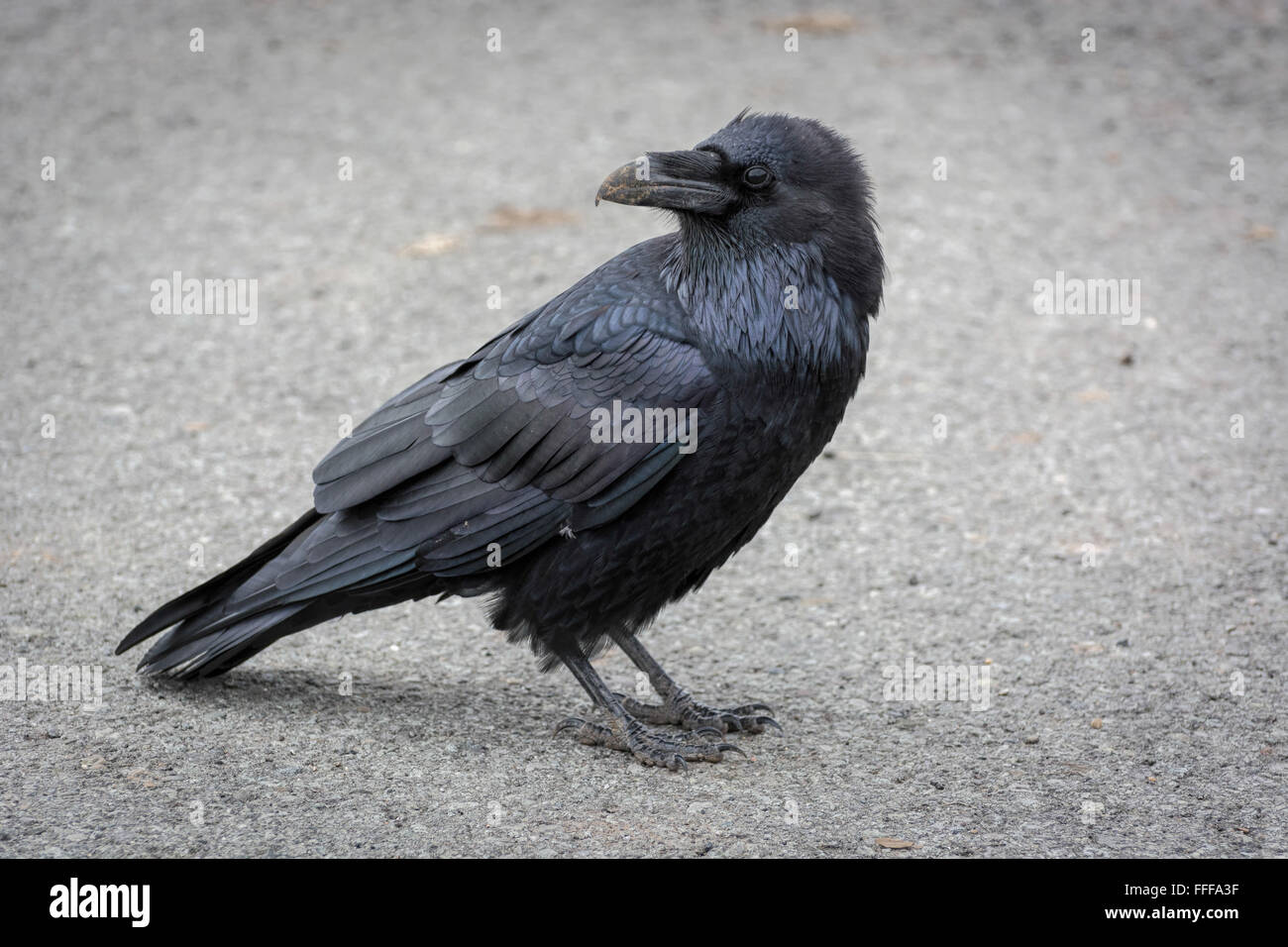 Common Raven (Corvus corax Stock Photo - Alamy