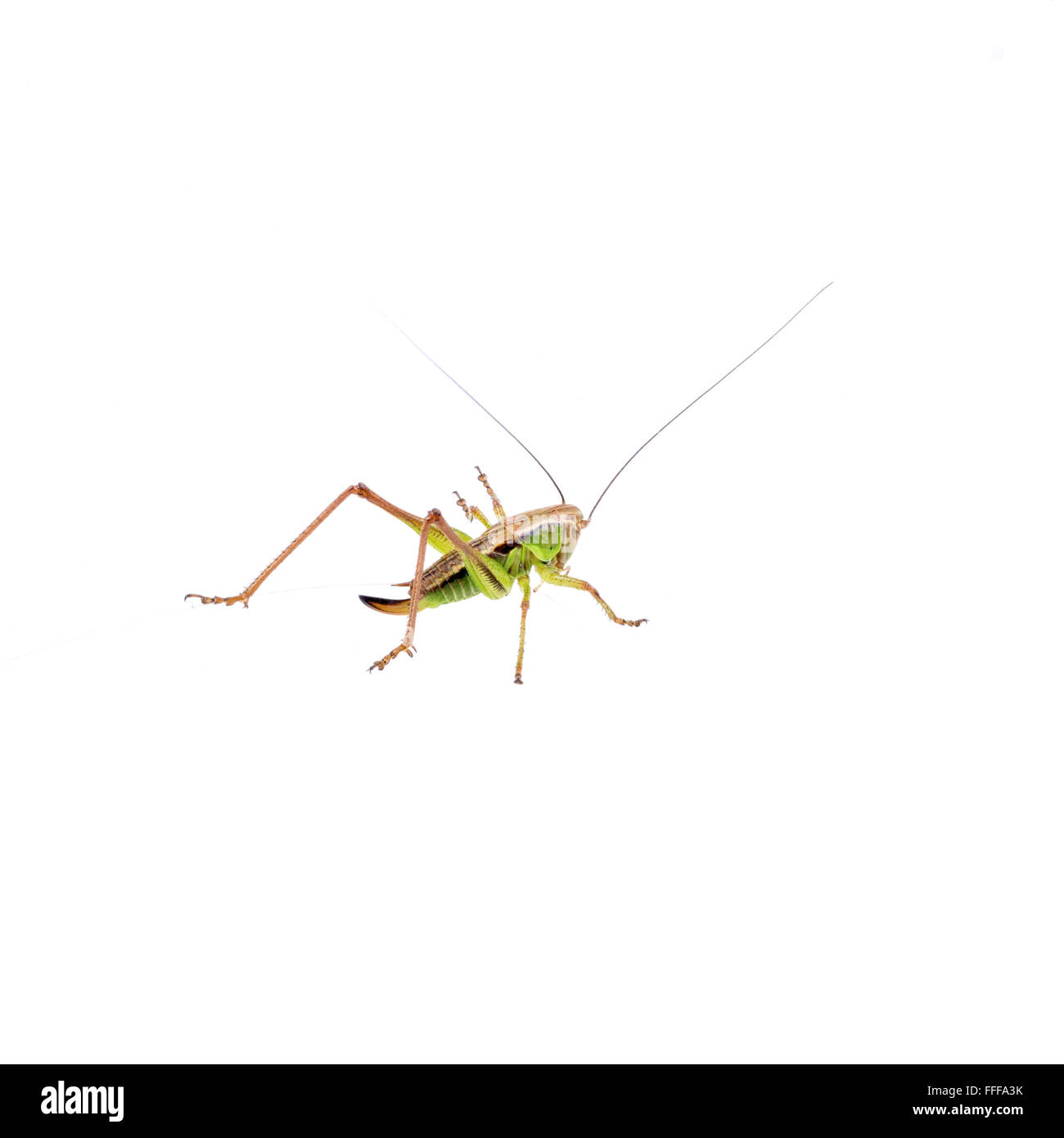 Green brown grasshopper isolated on a white background Stock Photo - Alamy