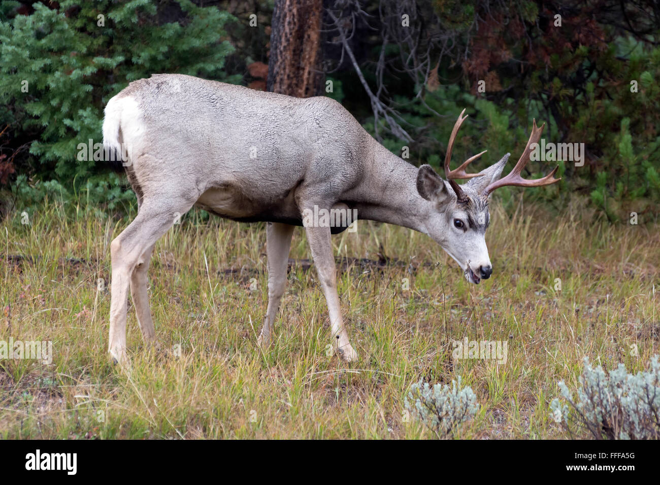 Mule Deer (Odocoileus hemionus Stock Photo - Alamy