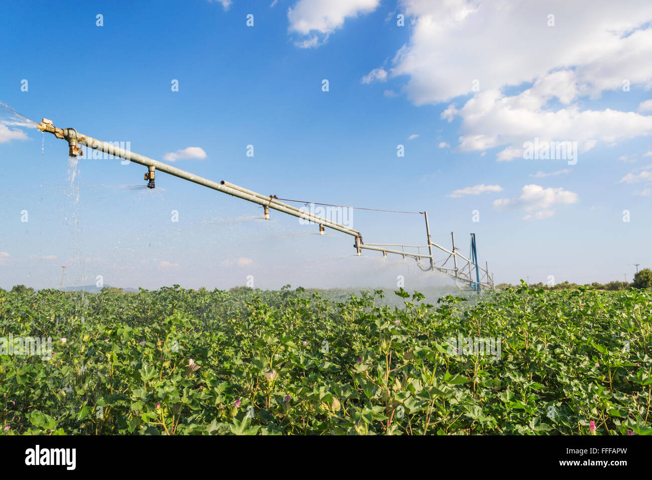 irrigation system over a ripe cotton field Stock Photo - Alamy