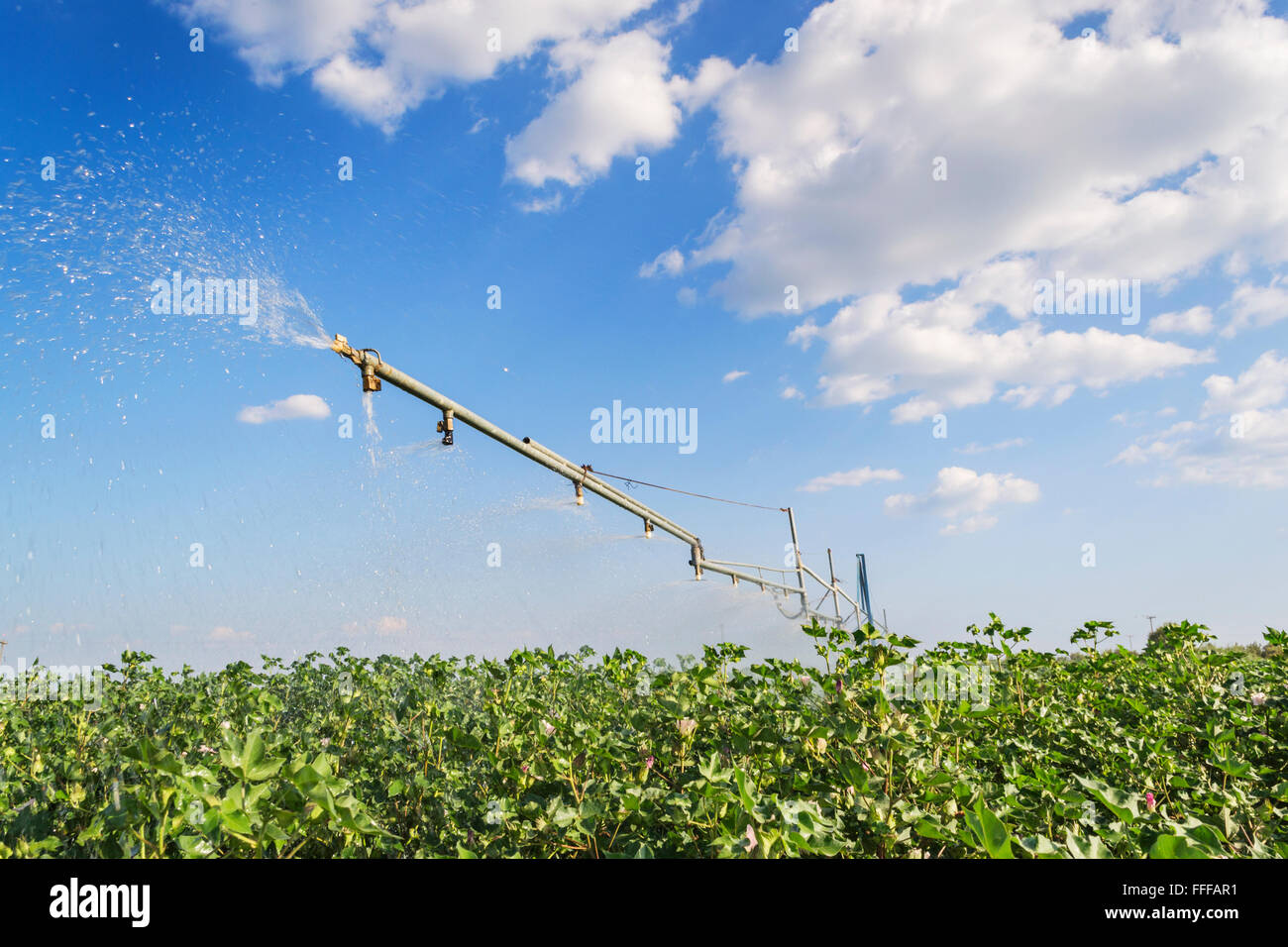 irrigation system over a ripe cotton field Stock Photo - Alamy
