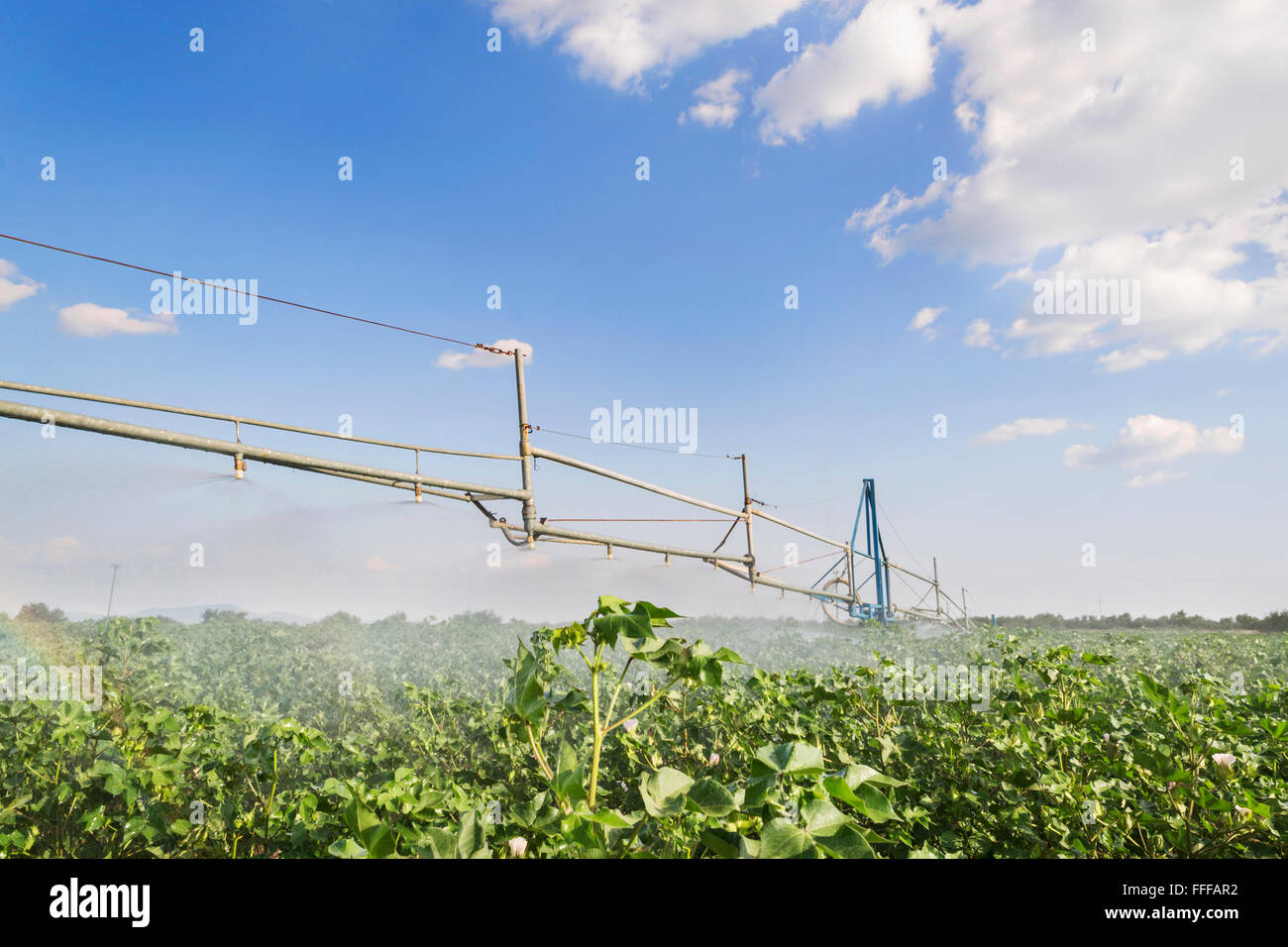 irrigation system over a ripe cotton field Stock Photo - Alamy