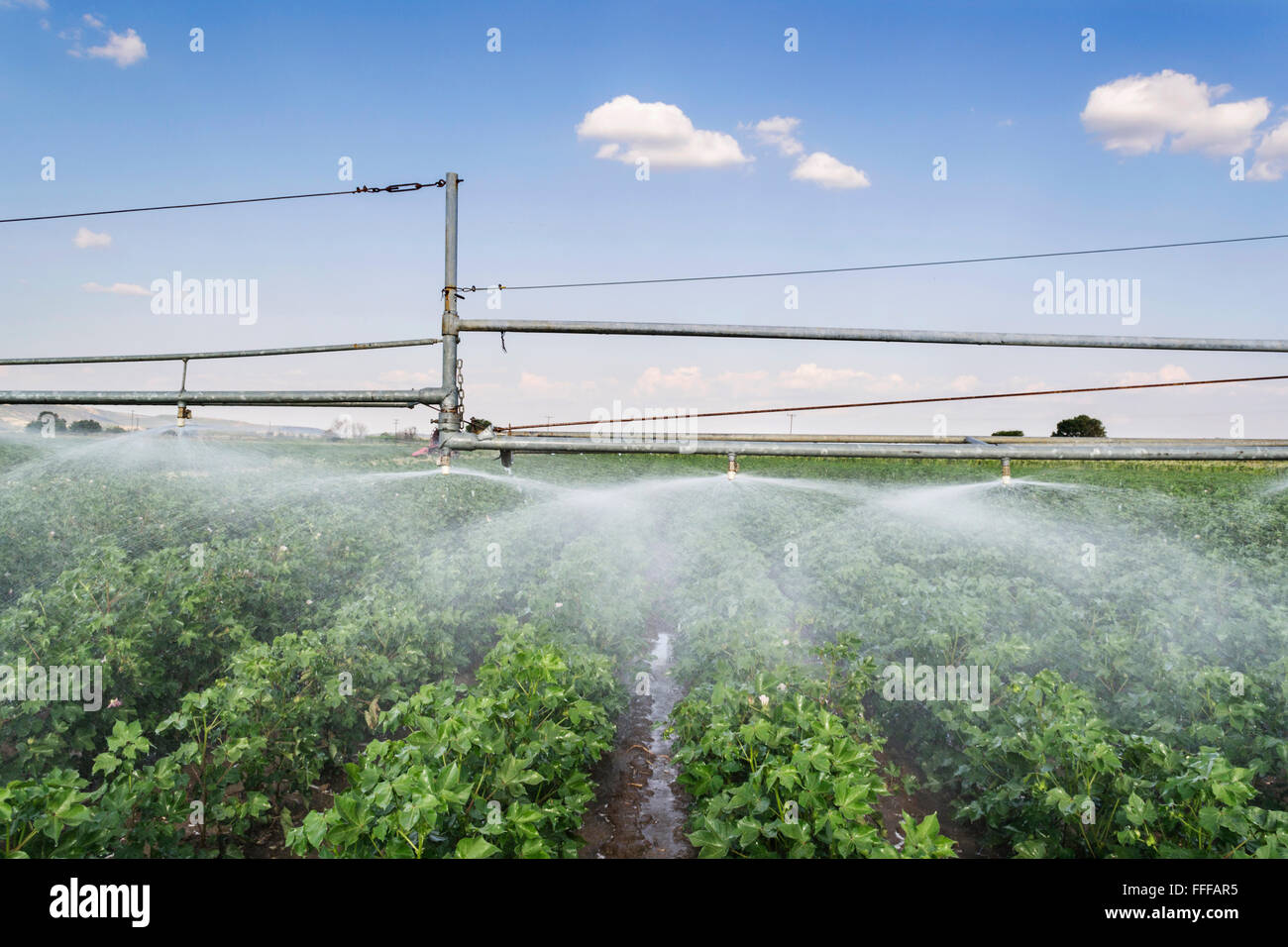 Cotton Irrigation High Resolution Stock Photography and Images - Alamy