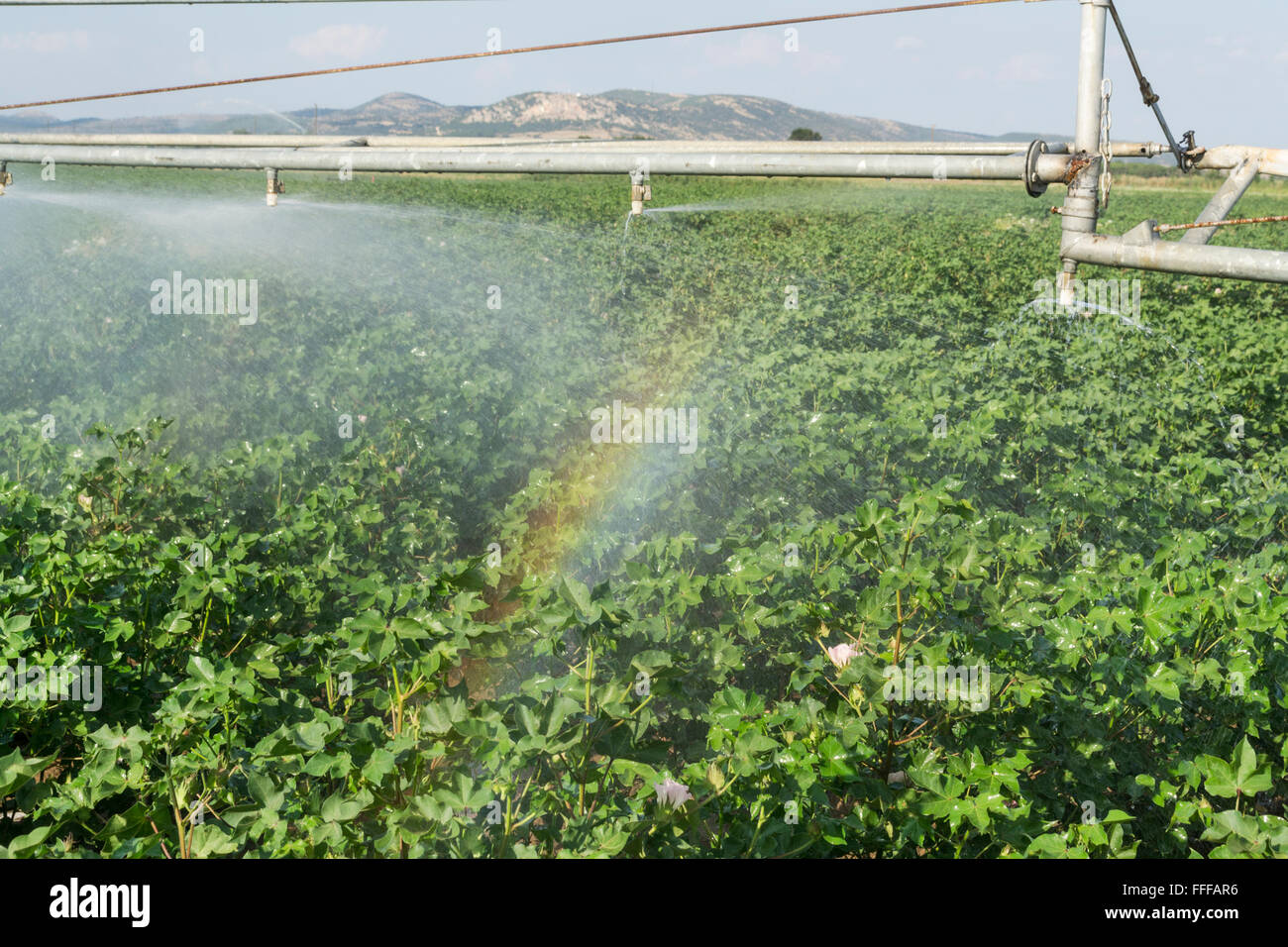 irrigation system over a ripe cotton field Stock Photo - Alamy