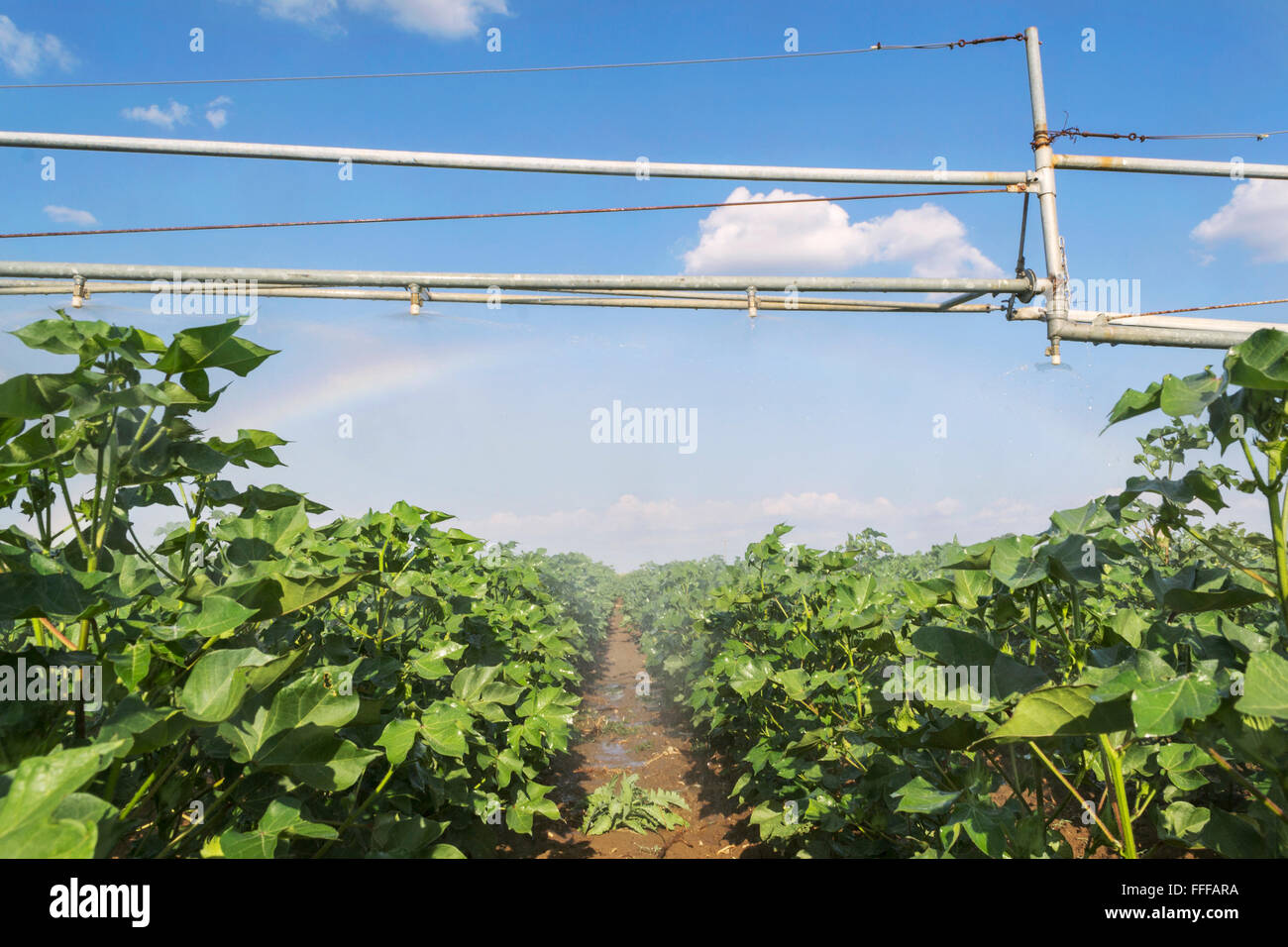 Cotton Irrigation Stock Photos & Cotton Irrigation Stock Images - Alamy