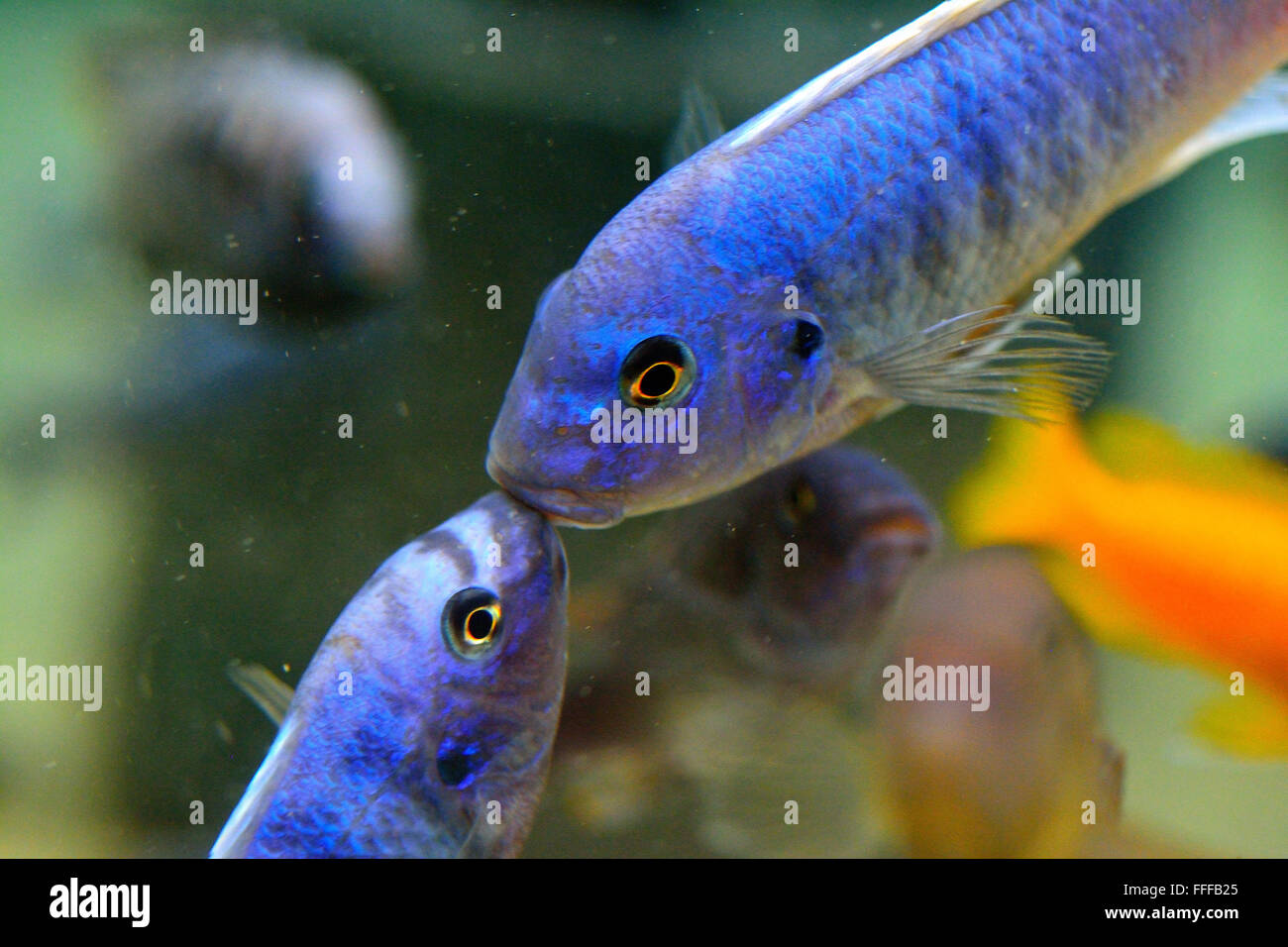 African Cichlid Fish kissing. In fact, these are two males testing ...