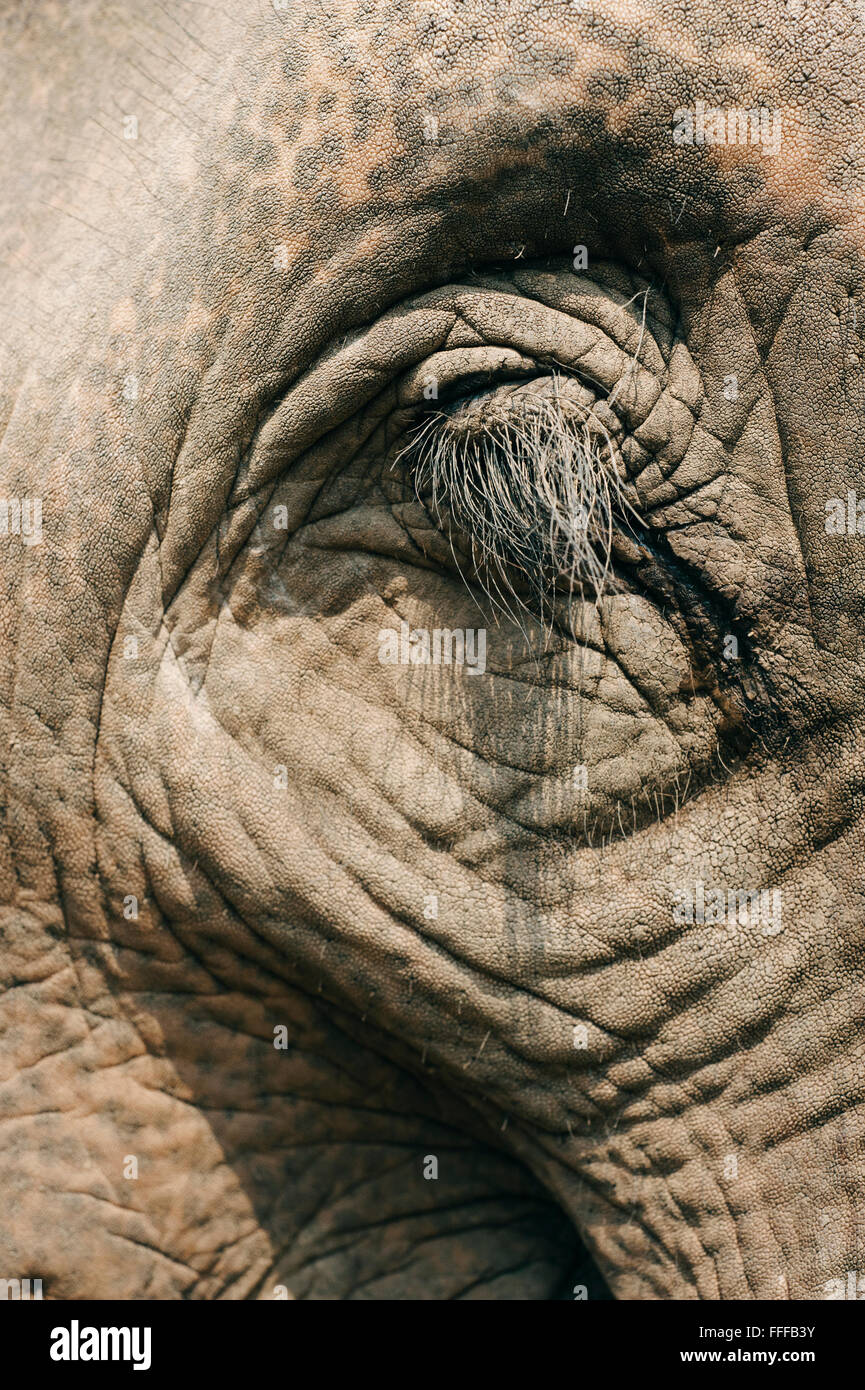 Elephant eyelashes hi-res stock photography and images - Alamy