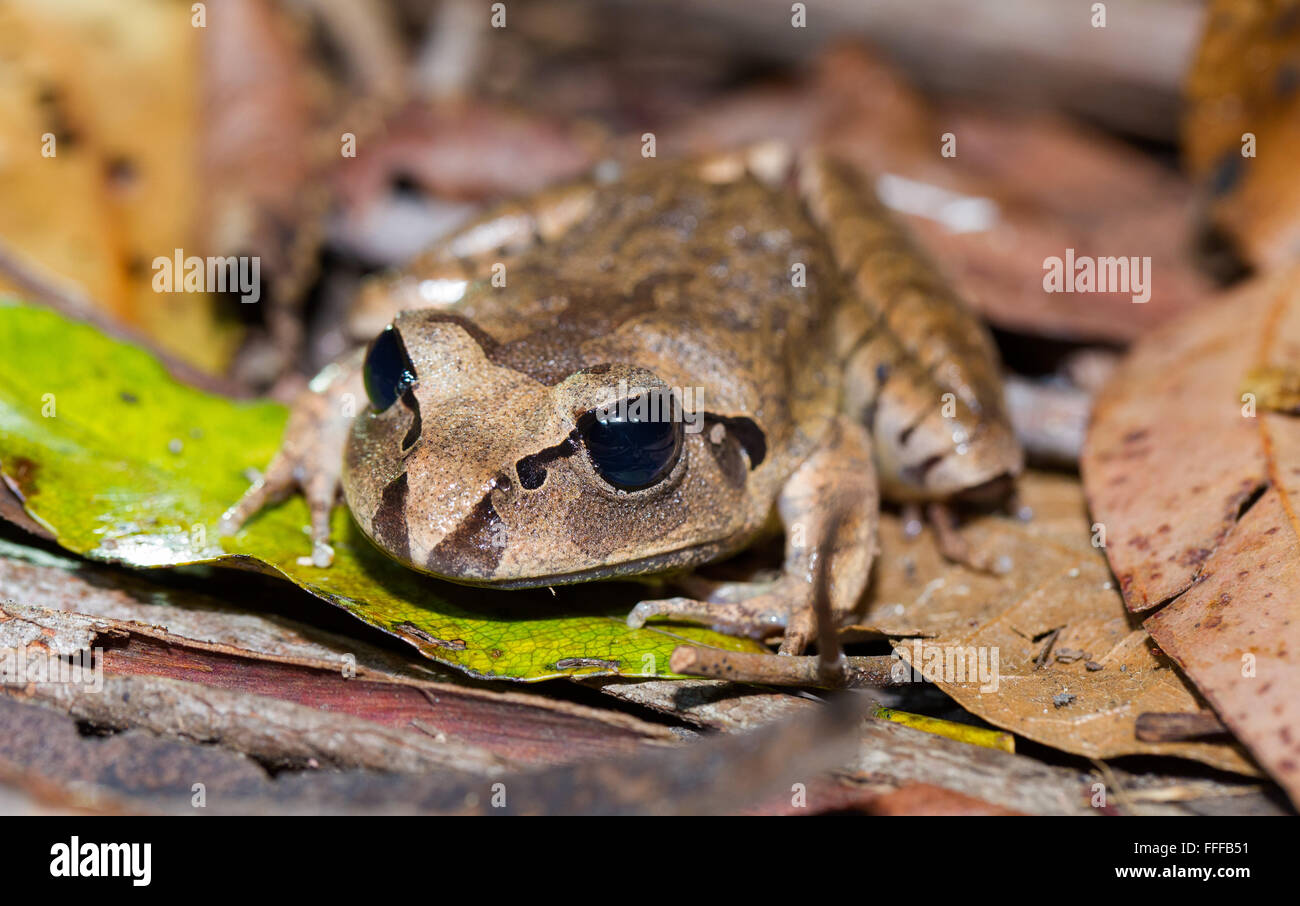 Great Barred Frog (Mixophyes fasciolatus), Nightcap National Park, NSW ...