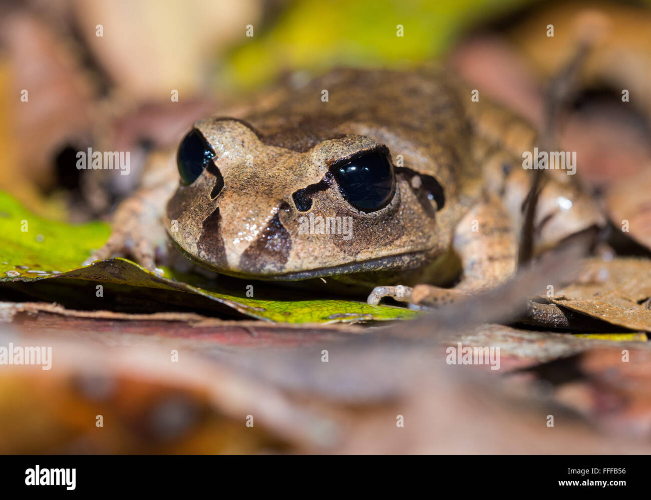 Great Barred Frog (Mixophyes fasciolatus), Nightcap National Park, NSW ...