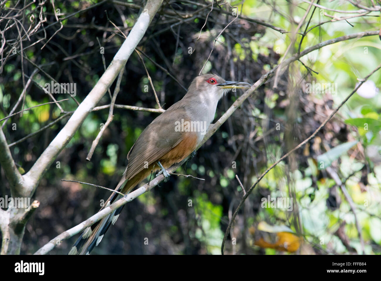 P jaro Bobo Mayor Hi res Stock Photography And Images Alamy p-jaro-bobo-mayor-hi-res-stock-photography-and-images-alamy